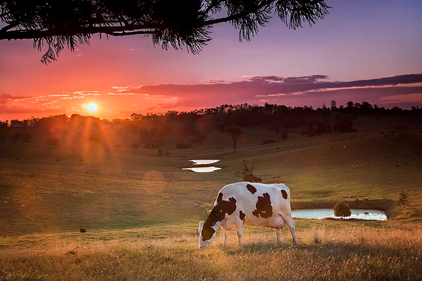 UDC News article - UDC Milk