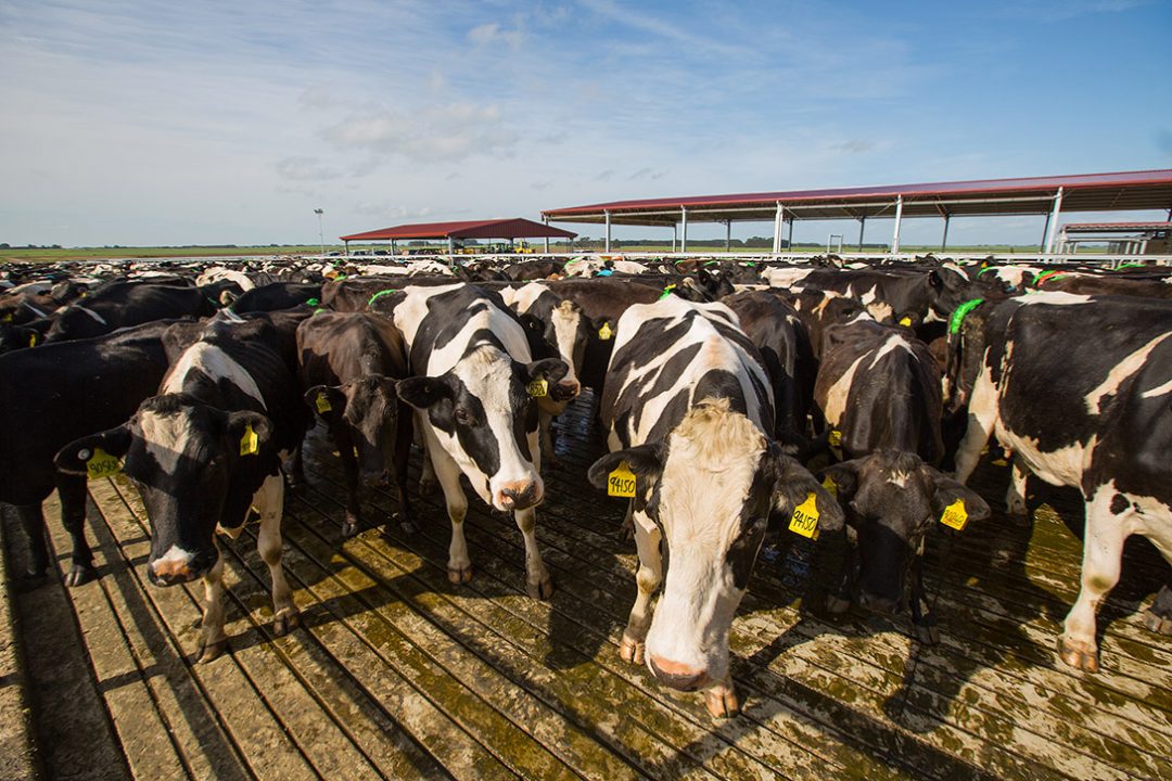 Our Dairies - UDC Milk