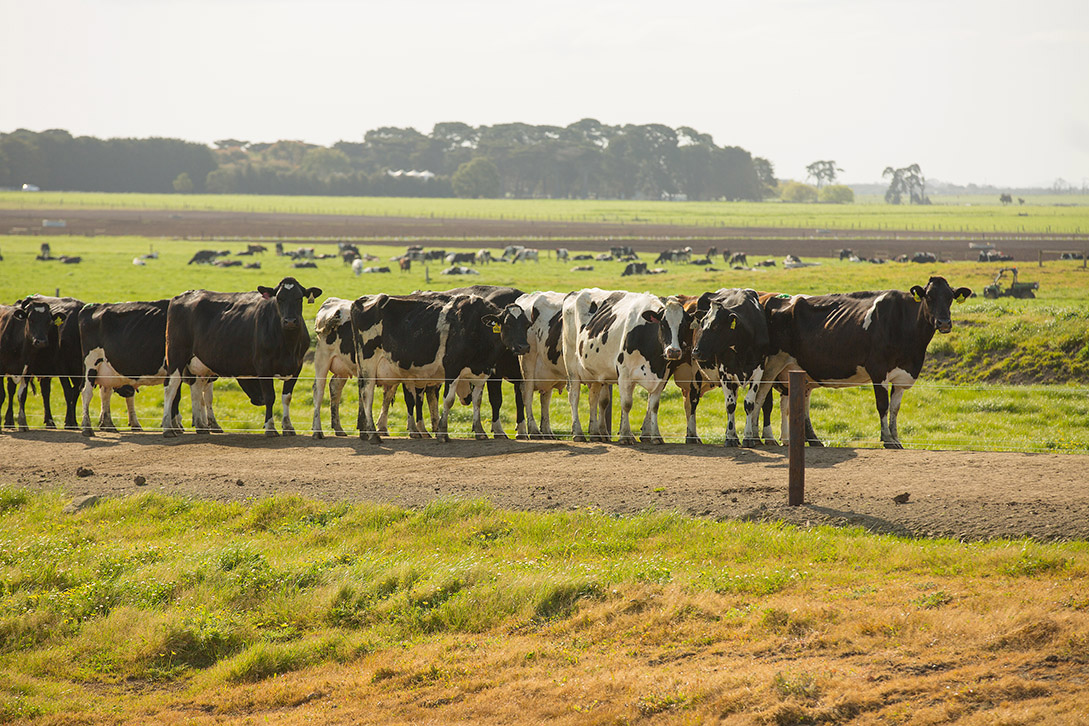 Our Dairies - UDC Milk